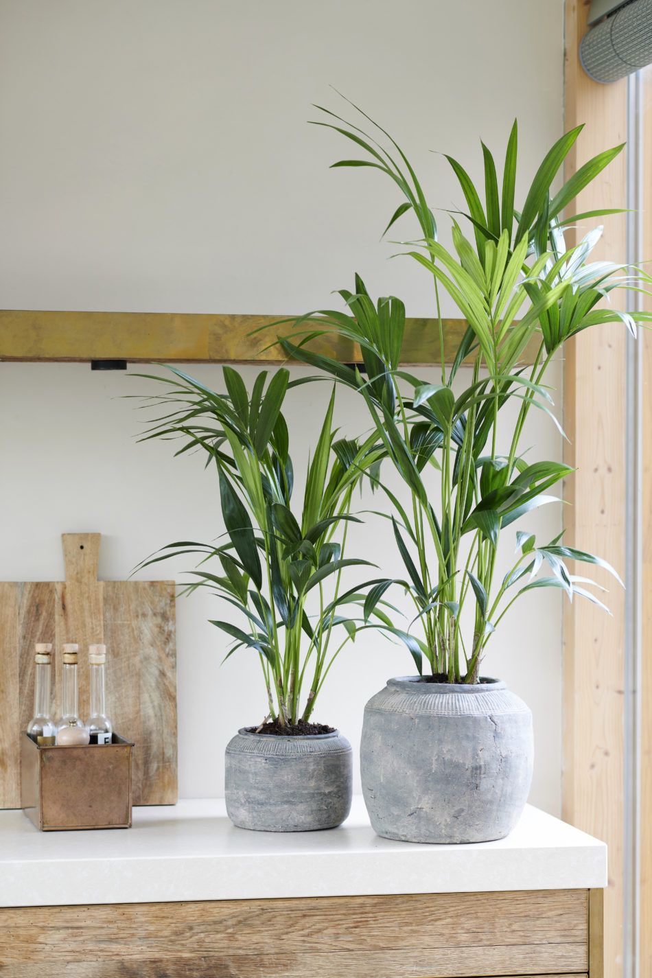 Slaapkamerplanten: deze 5 zijn feng shui proof en bevorderen je slaap ... Slaapkamerplanten: deze 5 zijn feng shui proof en bevorderen je slaap ...